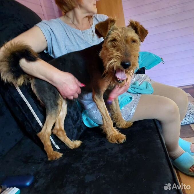 Вельштерьер в дар