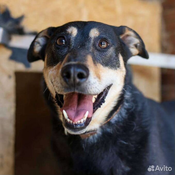 Умница Лекс ищет семью