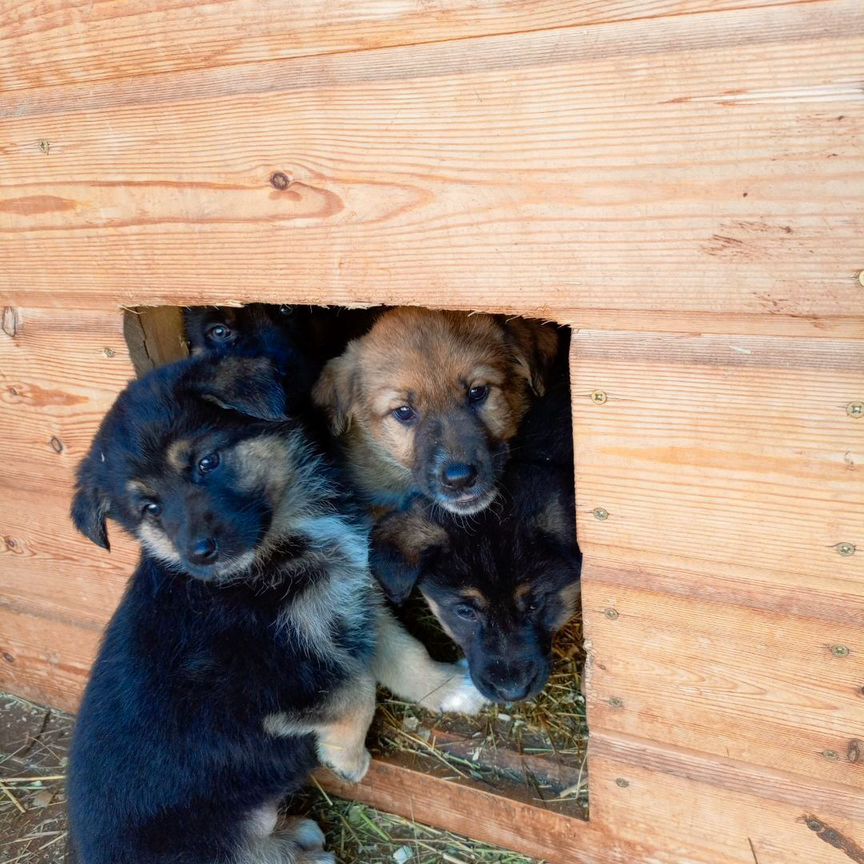 Собака в добрые руки