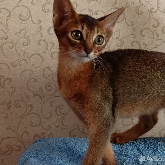 Абиссинские чистокровные котята