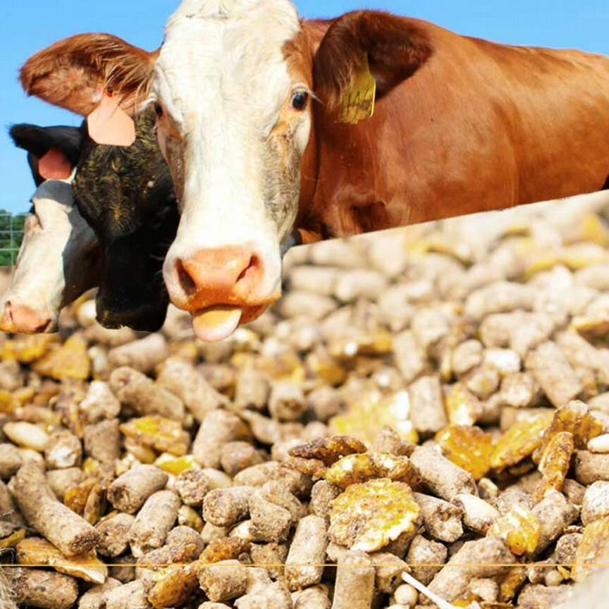 Продукты на корм для животных