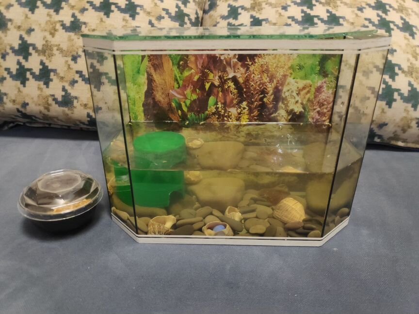 Аквариум с тритоном, декором, кормом и фильтром