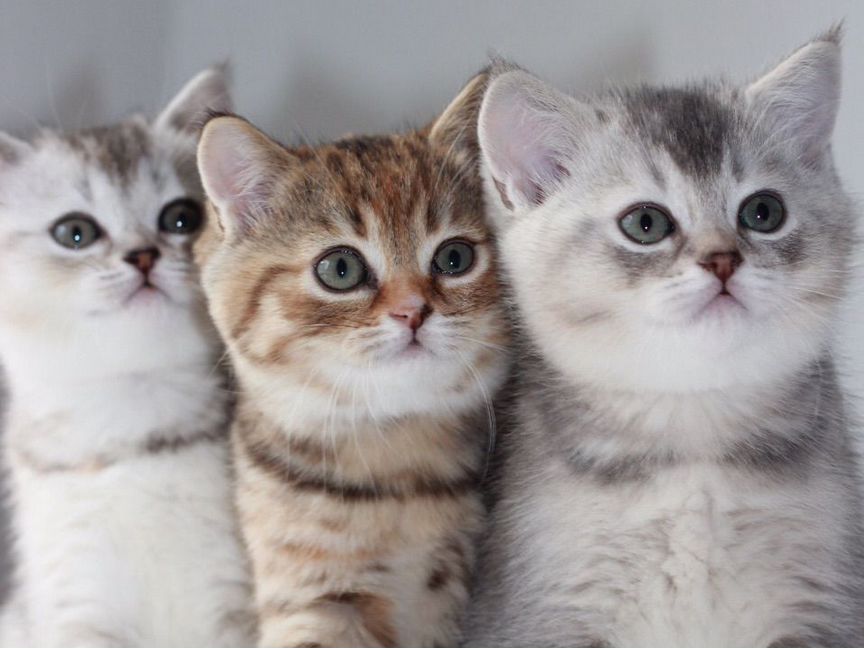Шотландские прямоухие котята