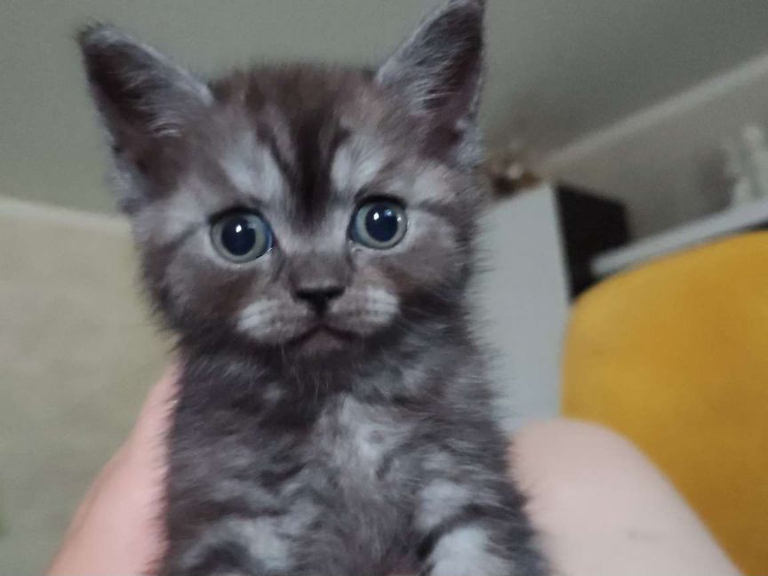 Британские котята