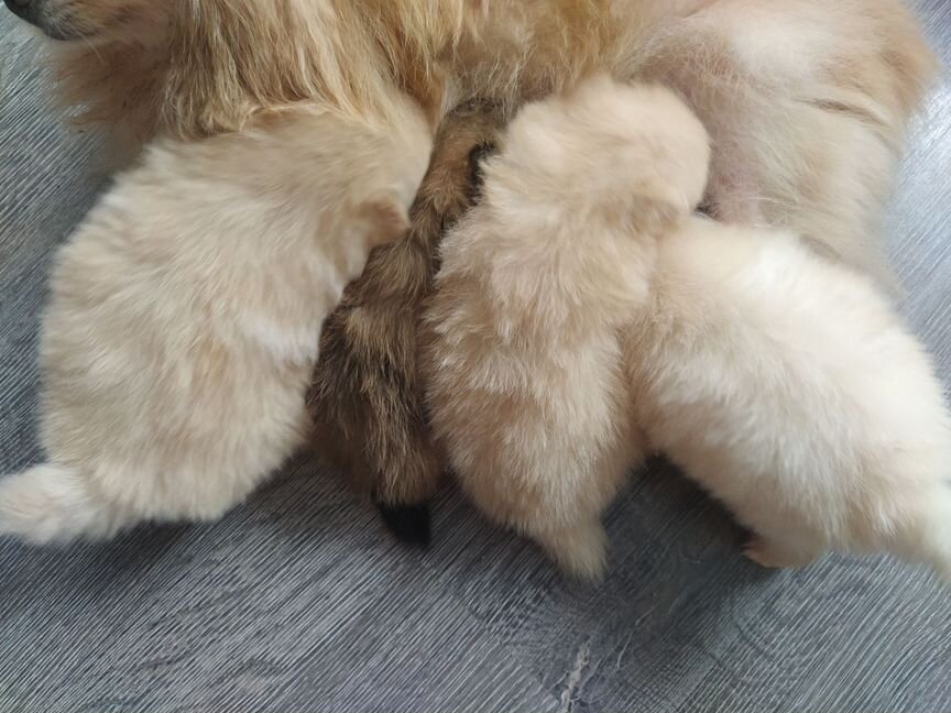 Щенки шпица