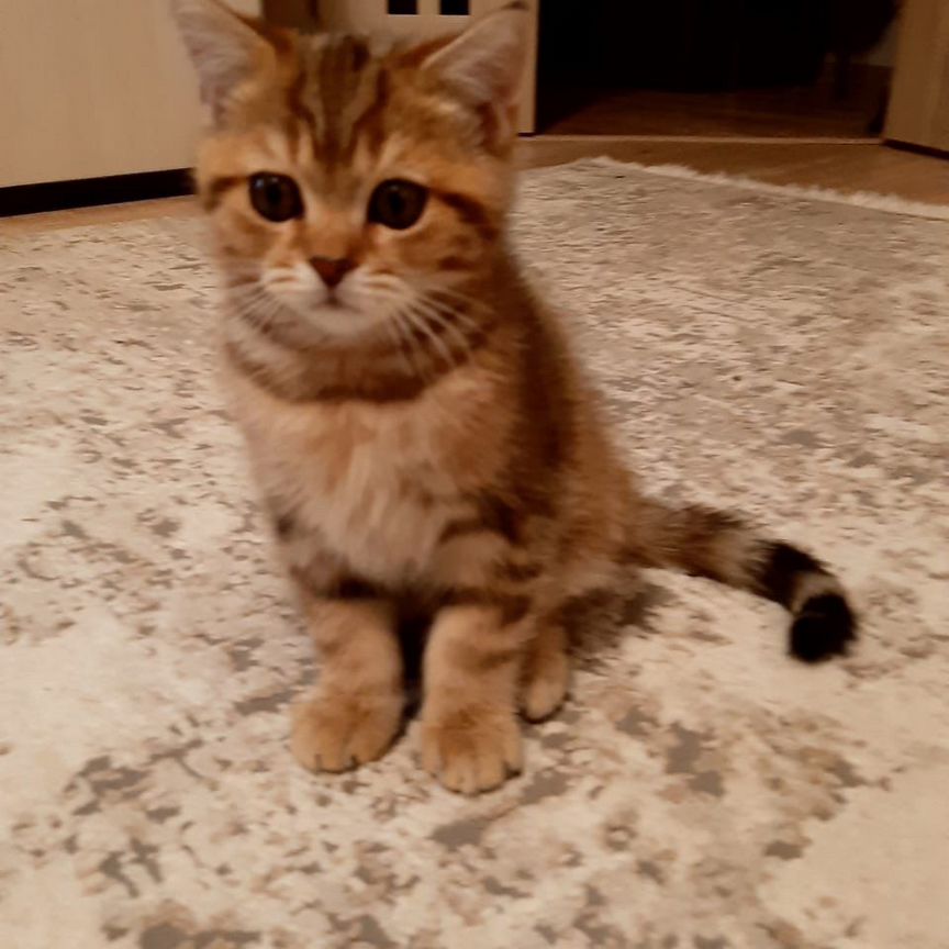 Шотландский мальчик