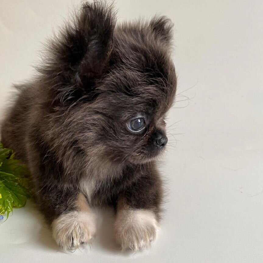 Чихуахуа девочка