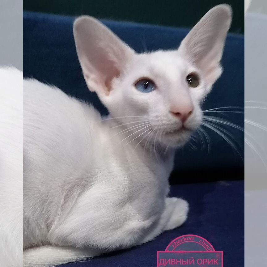 Ориентальный котёнок