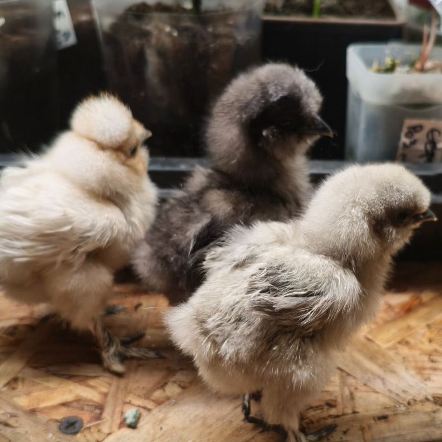 Цыплята шелковые китайские