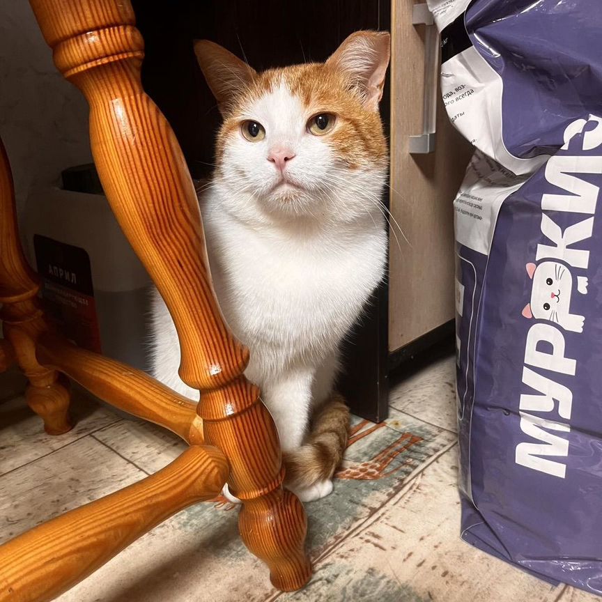 Котик ищет семью