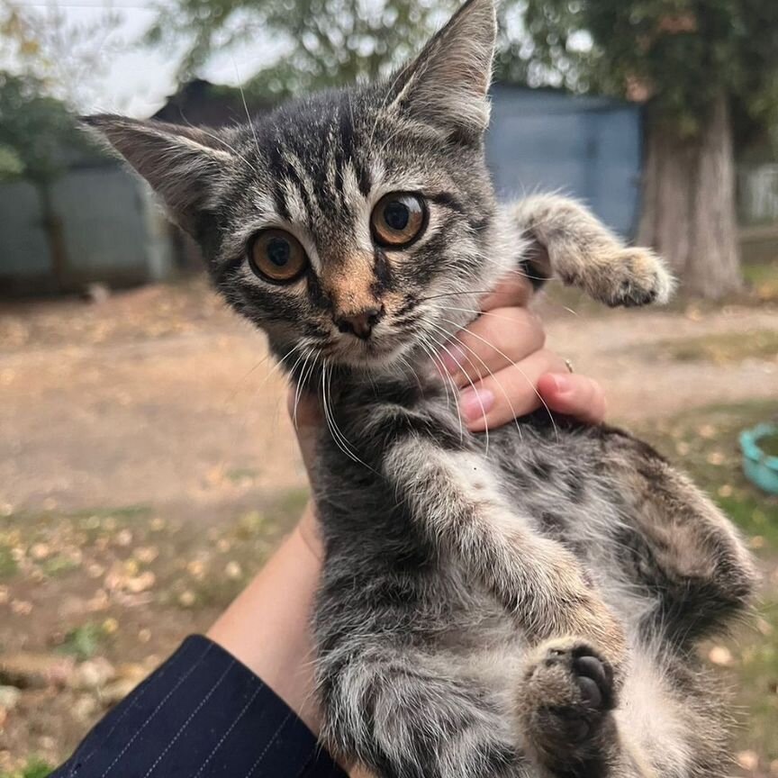 Мультяшный котëнок