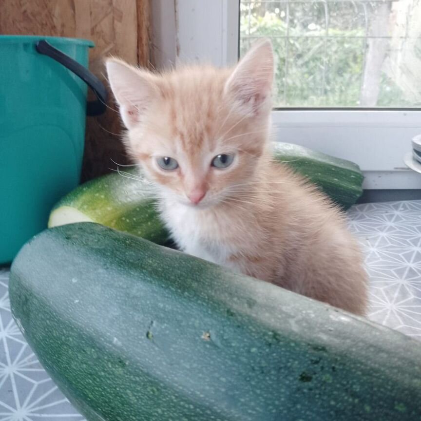 Котенок в хорошие руки