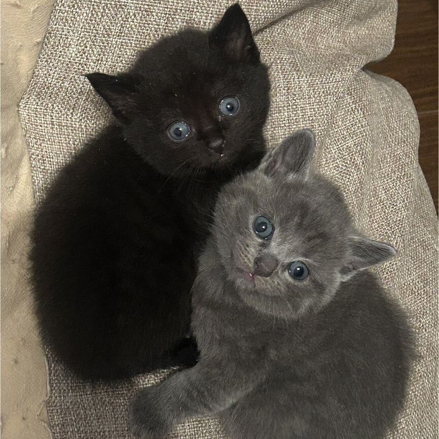 Котёнок от частного владельца