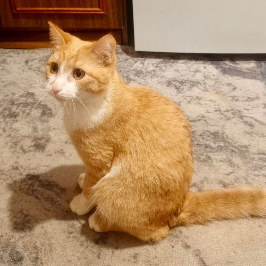 Котёнок в добрые руки