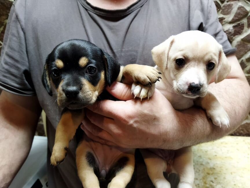 Щенки Доксепина(Doxie-Pin)