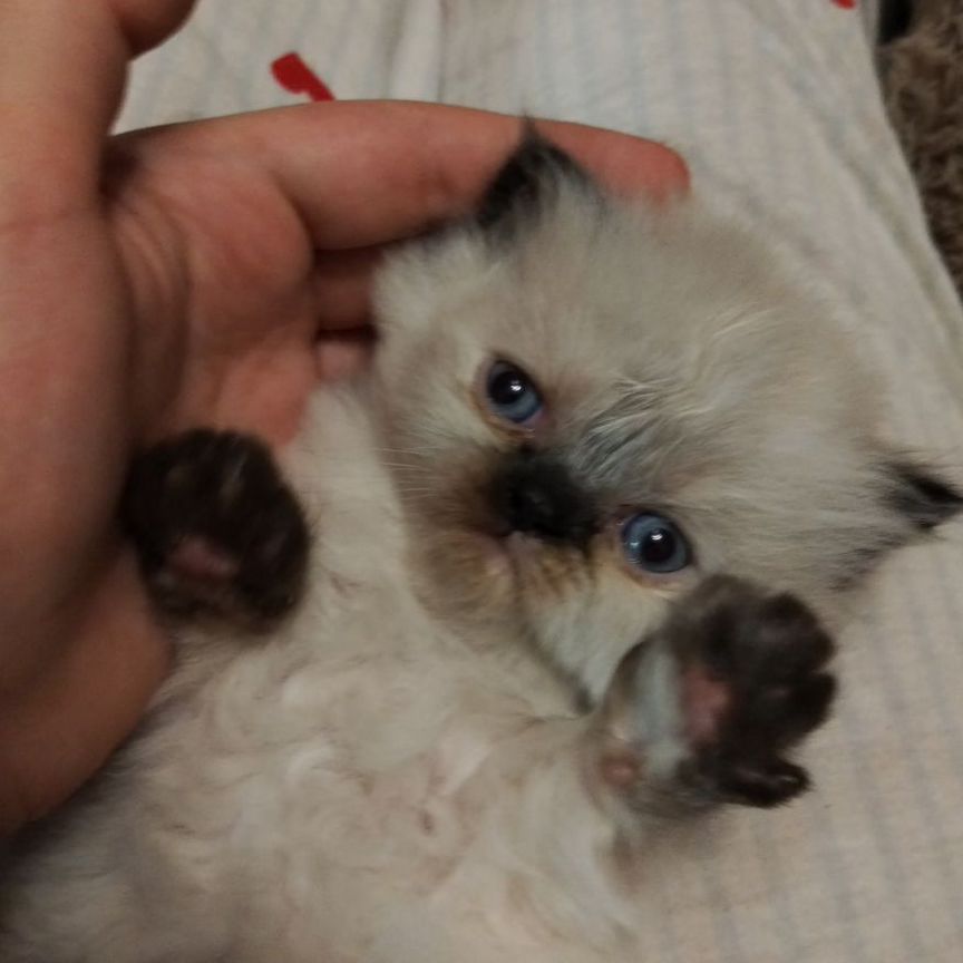 Экзотические короткошерстные котята