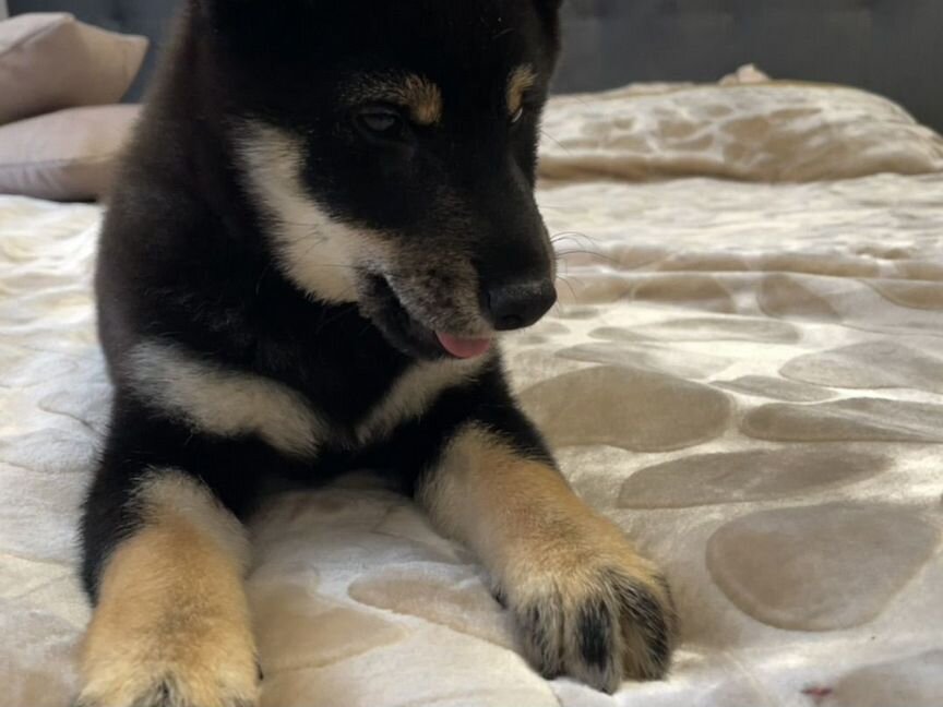 Щенки сиба ину