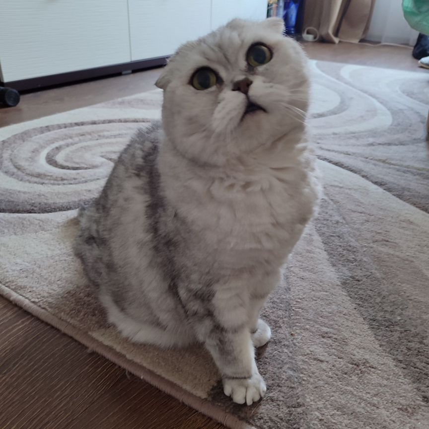 Шотландская вислоухая кошка