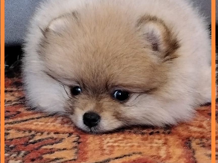 Померанский шпиц