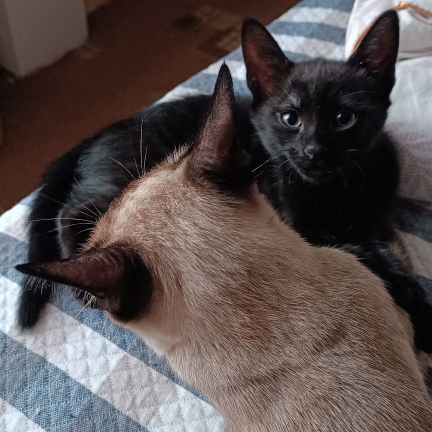 Котята в добрые руки бесплатно
