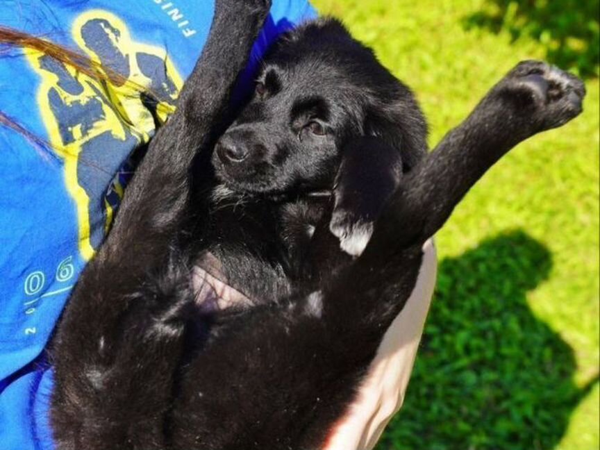 Отдам бесплатно собаку