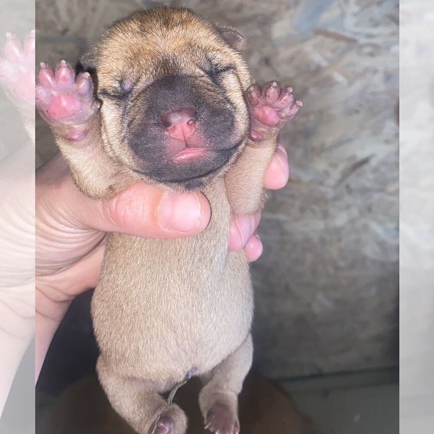 На 2 фото папа.бронь щенков шарпея.писать на авито