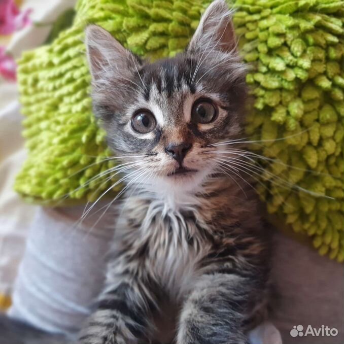 Котенок - совенок Савушка в дар