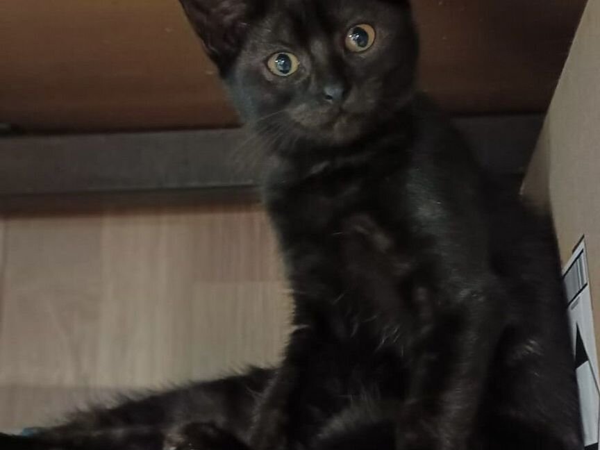Кошка