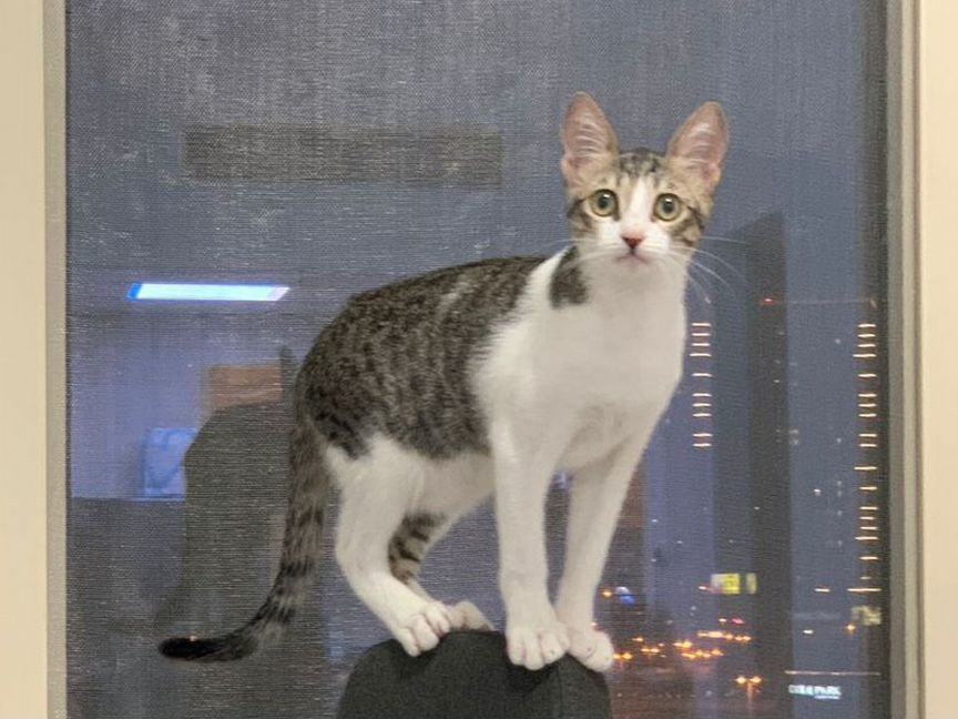 Котики ищут новый дом