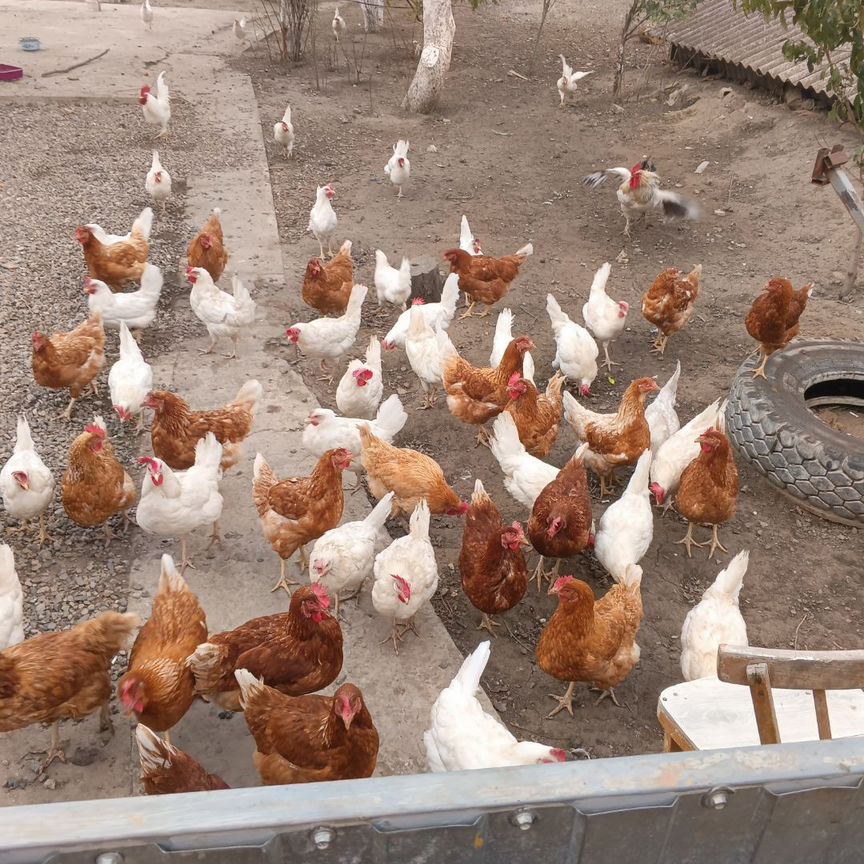 Куры несушки