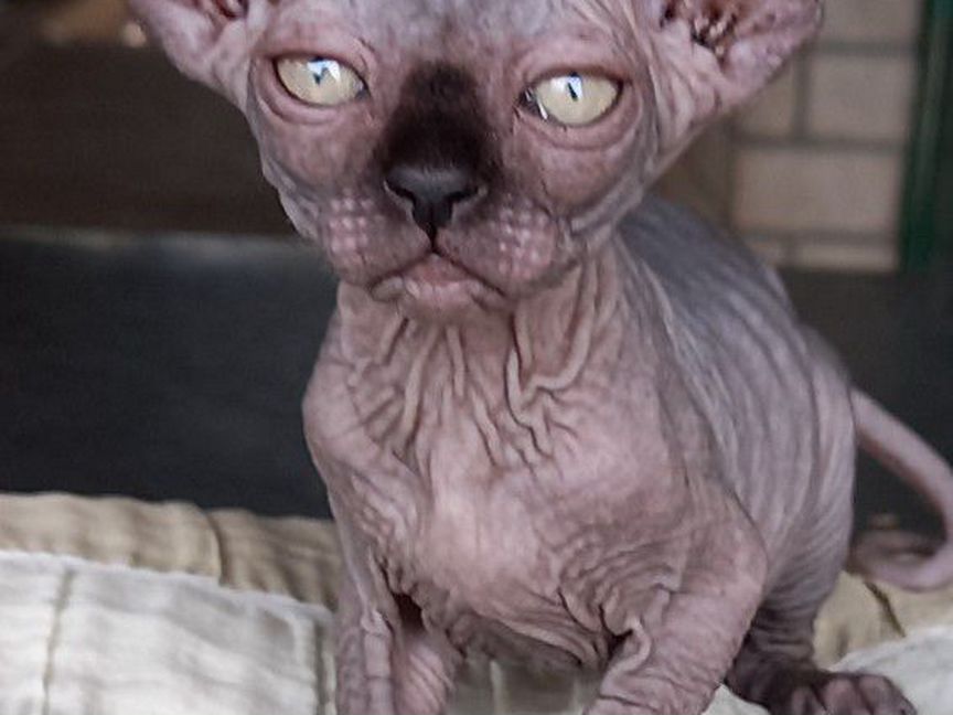 Эльф котенок