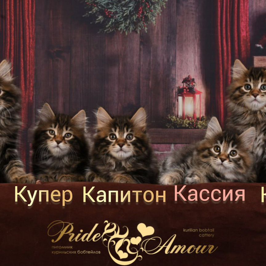 Котята Курильского Бобтейла