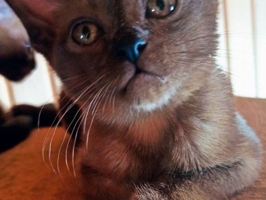Бурманские котята