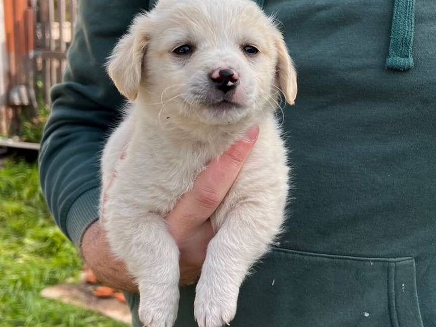 Щенок в добрые руки