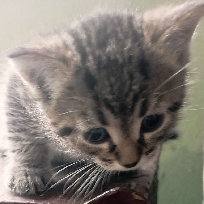 Котёнок в добрые руки