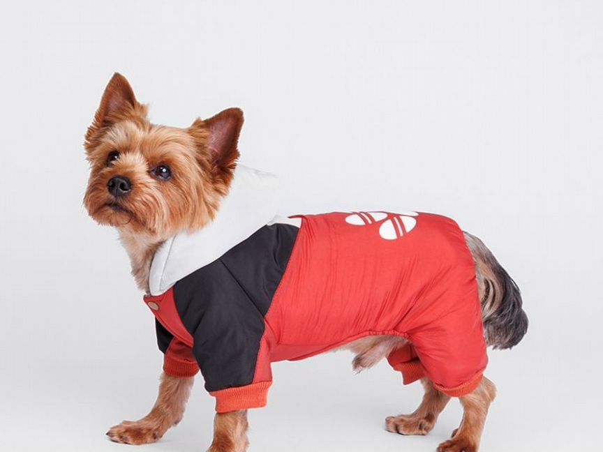 Комбинезон для маленькой собаки Petmax