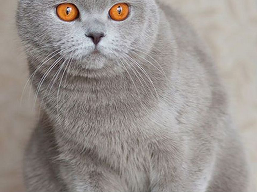 Британская кошка на случку