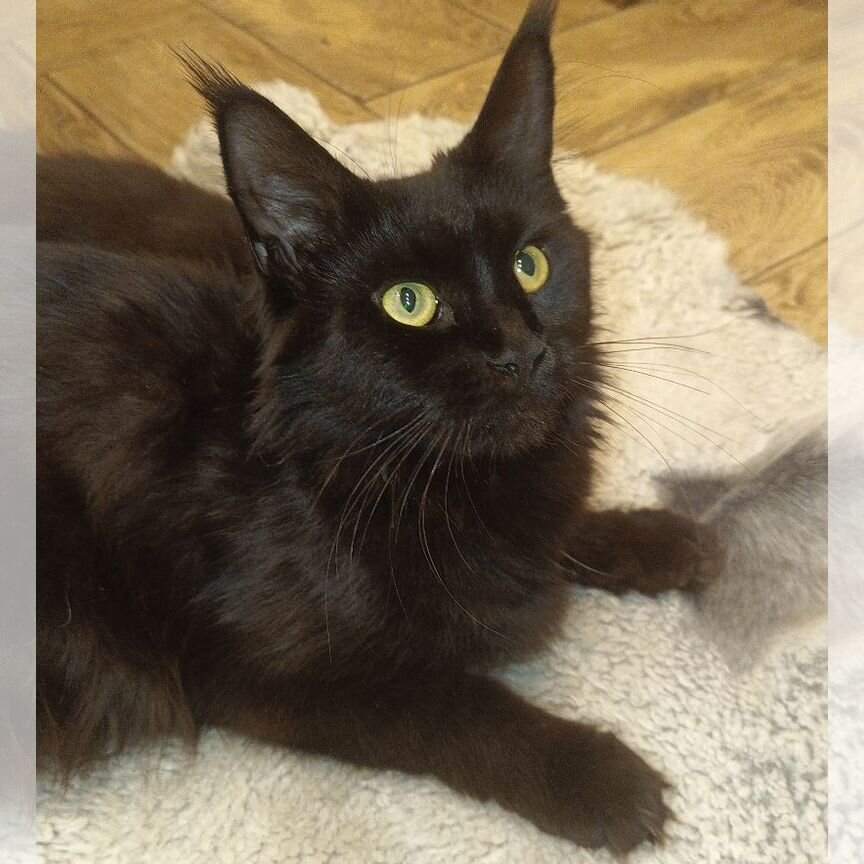 Котята мейн-кун