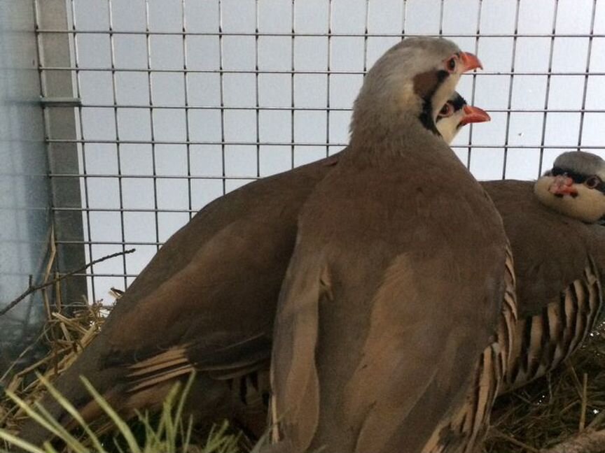 Кеклик (горная куропатка)