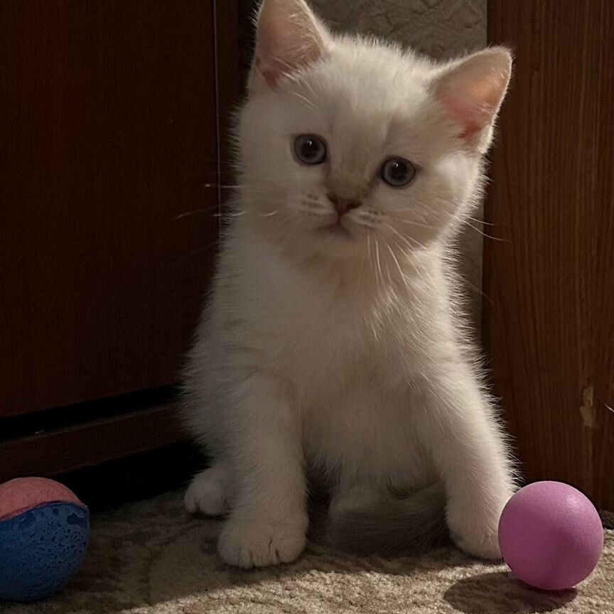 Британский короткошёрстный котёнок