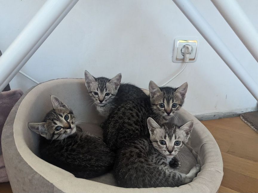 Ми-ми-ми котята