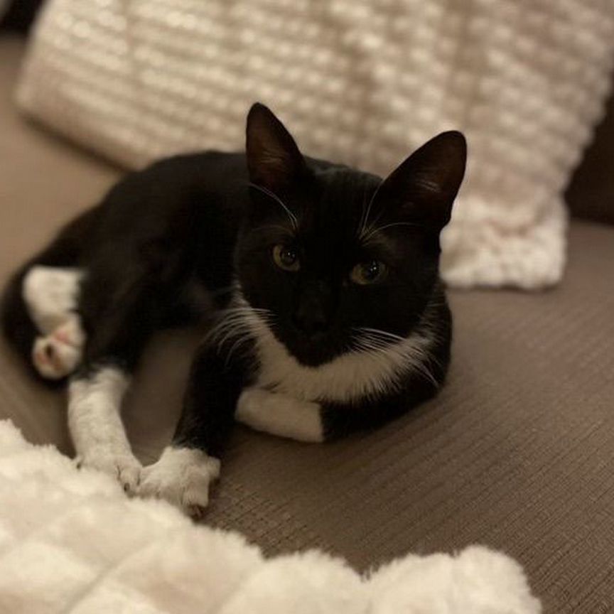 Котенок в добрые руки