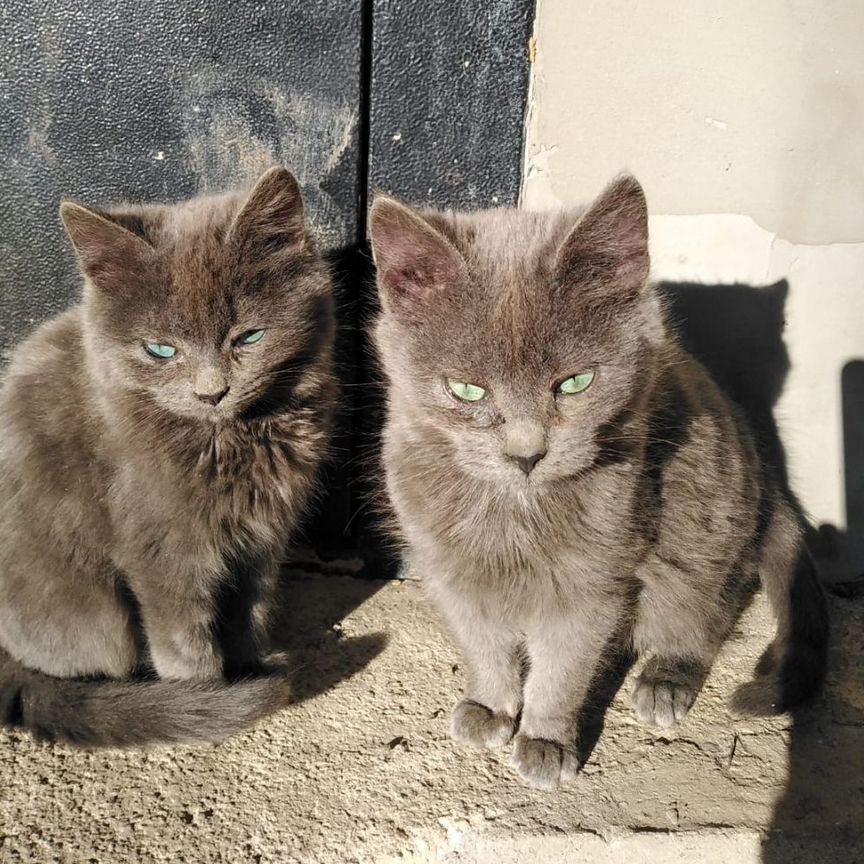 Котики бесплатно в добрые руки