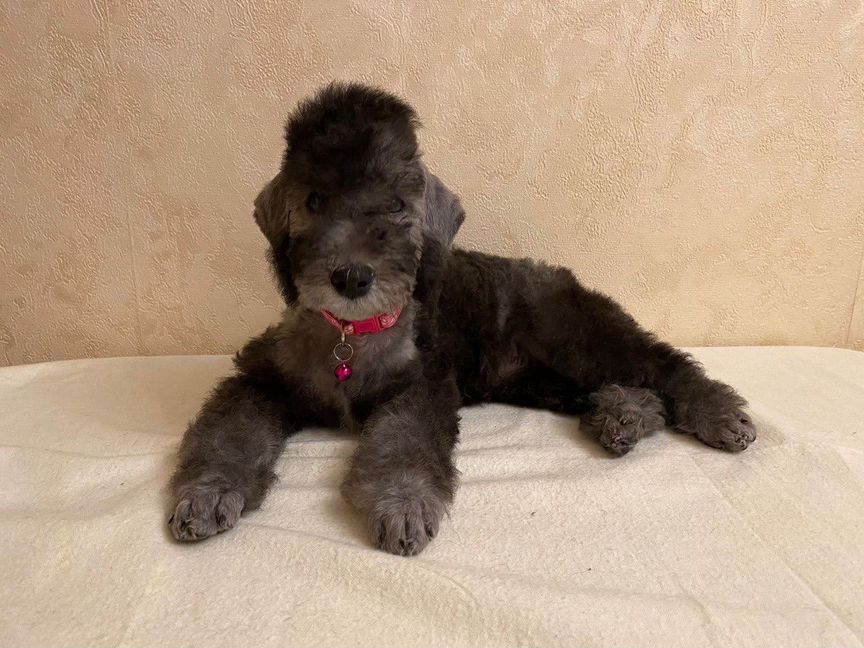 Бедлингтон терьер