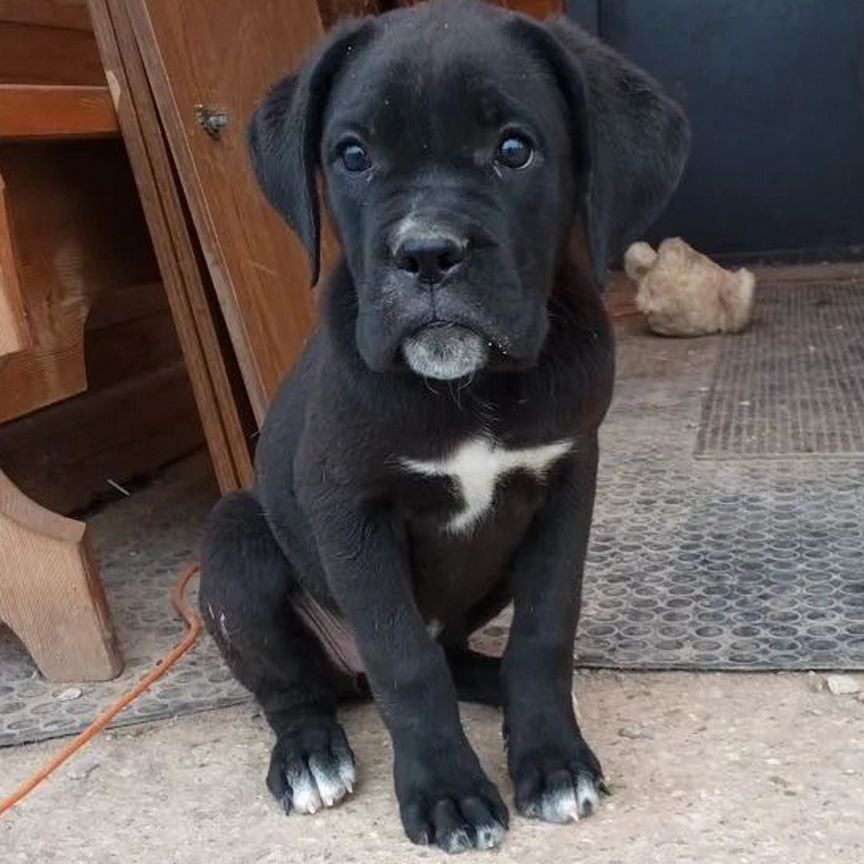 Кане-корсо, щенок