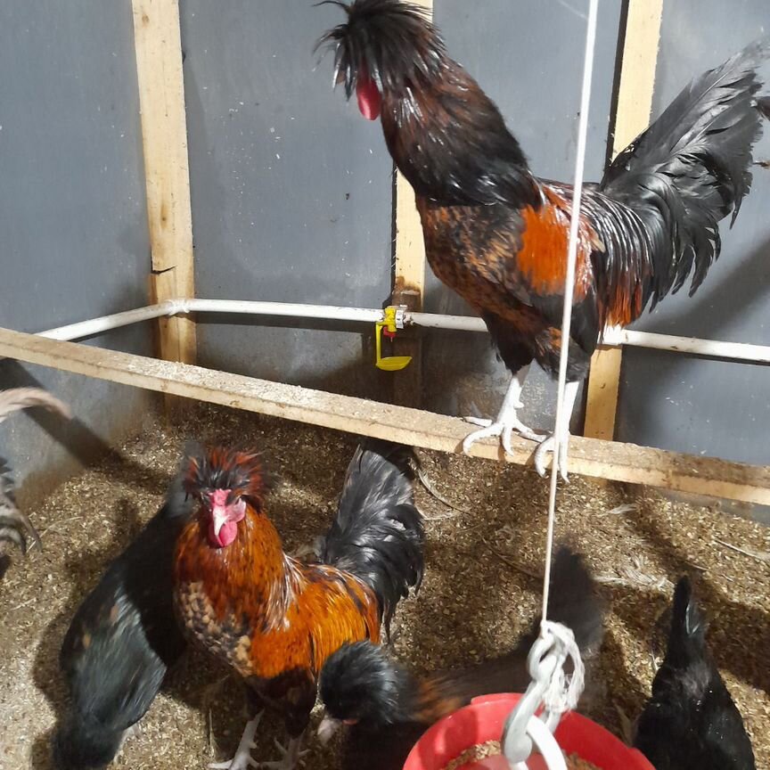 Петухи породы падуан