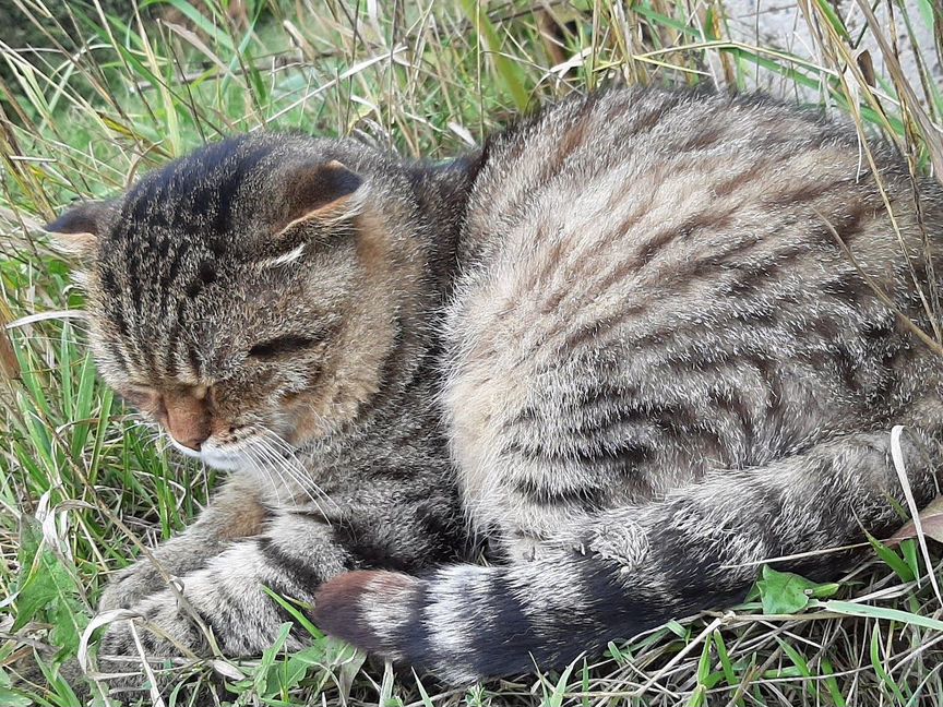 Отдам кота в добрые руки