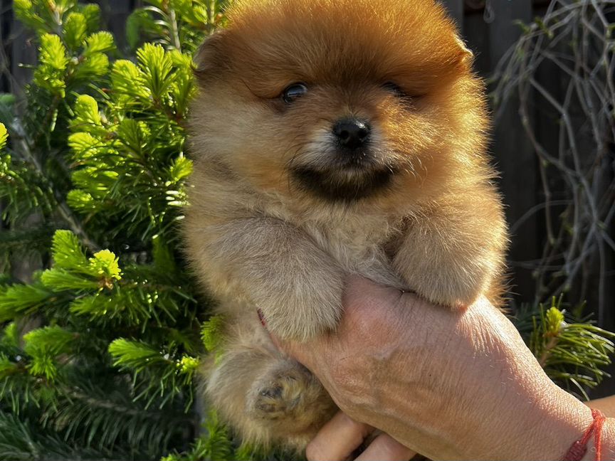 Померанский шпиц