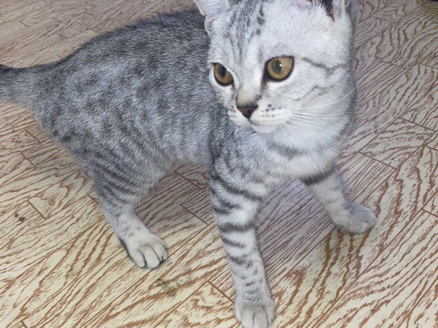 Котенок 3 месячный в добрые руки