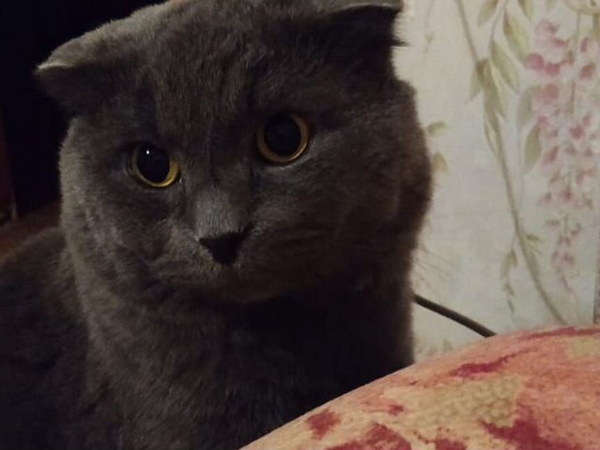 Вязка за котенка